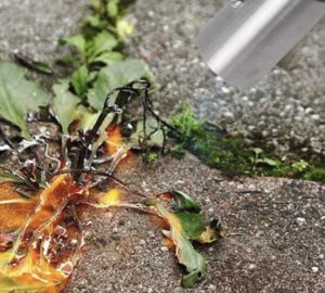 Verwunderlich Unkraut Abflammen Verboten Bilder